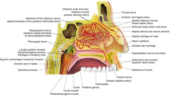 Nobody Nose: A Case Report of Spontaneous Nasal Septal Abscess EMRA