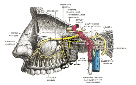 Tickle Your Brain to Numb the Pain: EM Use of Sphenopalatine Ganglion ...